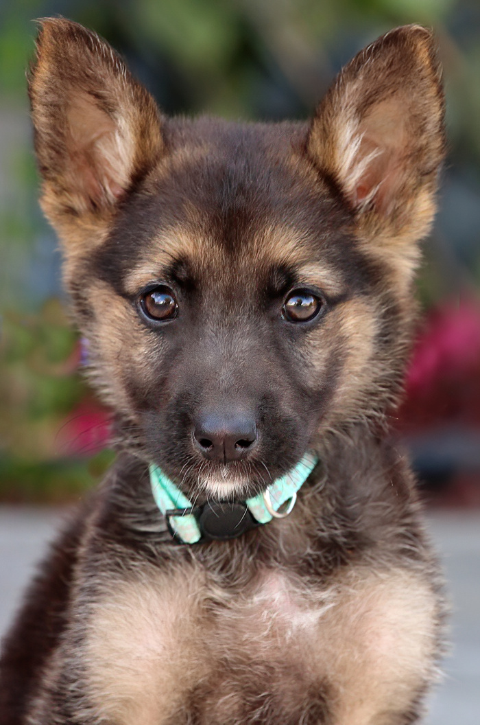 Westside German Shepherd Rescue of Los Angeles